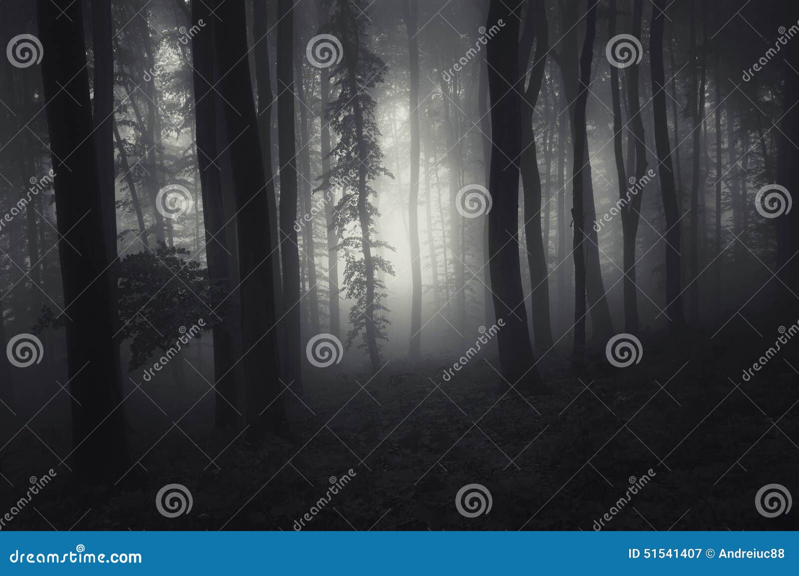 Haunted forest at night stock image. Image of creepy - 51541407
