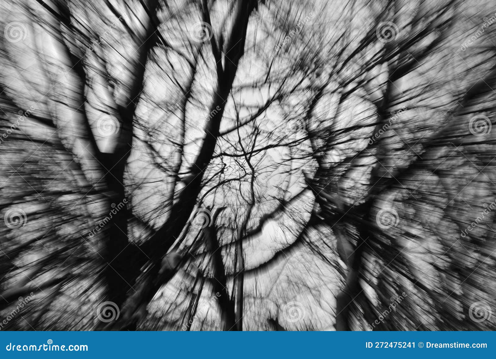Haunted Forest Spooky Tree Branches Stock Image - Image of winter, snow ...