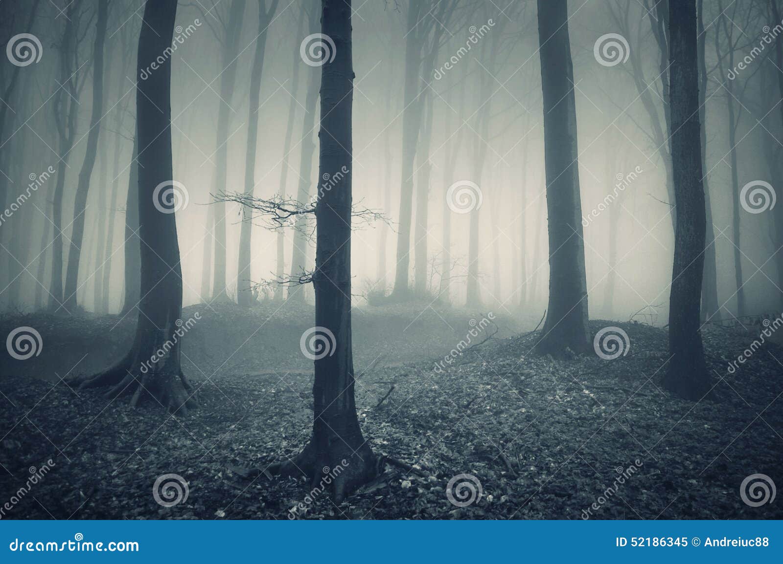 Haunted Halloween Forest with Fog Stock Image - Image of fairytale ...