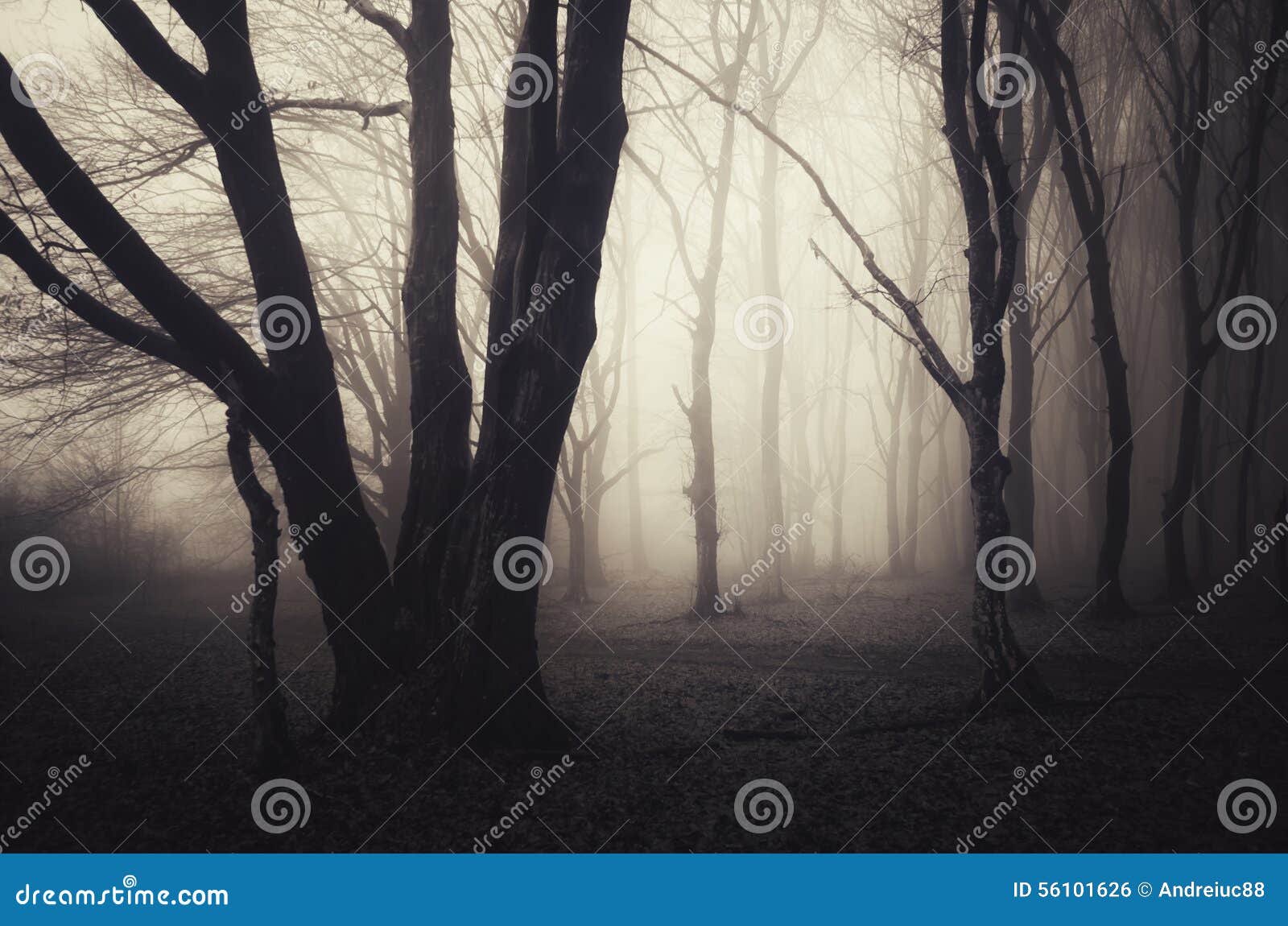 Haunted Halloween Forest with with Fog Stock Photo - Image of ground ...