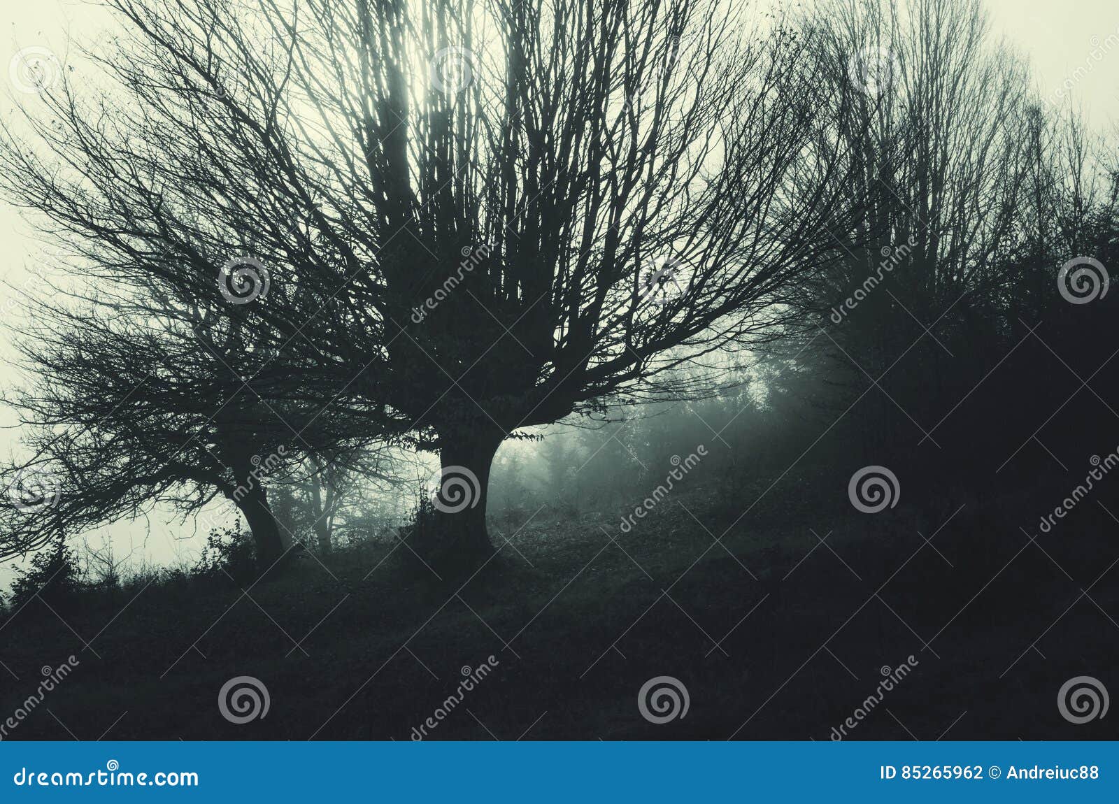 Haunted Meadow with Dark Trees Stock Photo - Image of nature, landscape ...