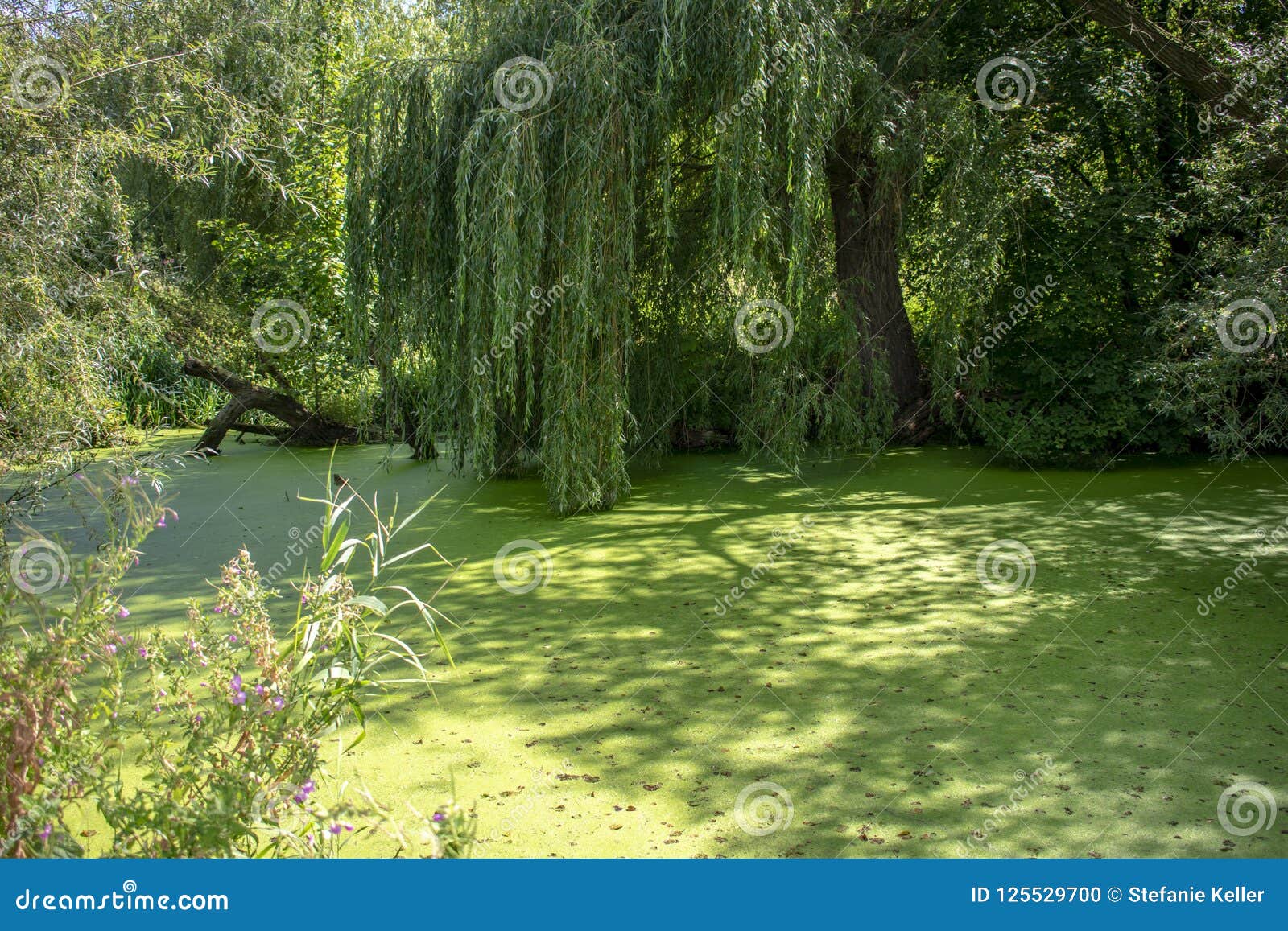 Haunted Pond with Algae and Weeping Willow Stock Photo - Image of ...
