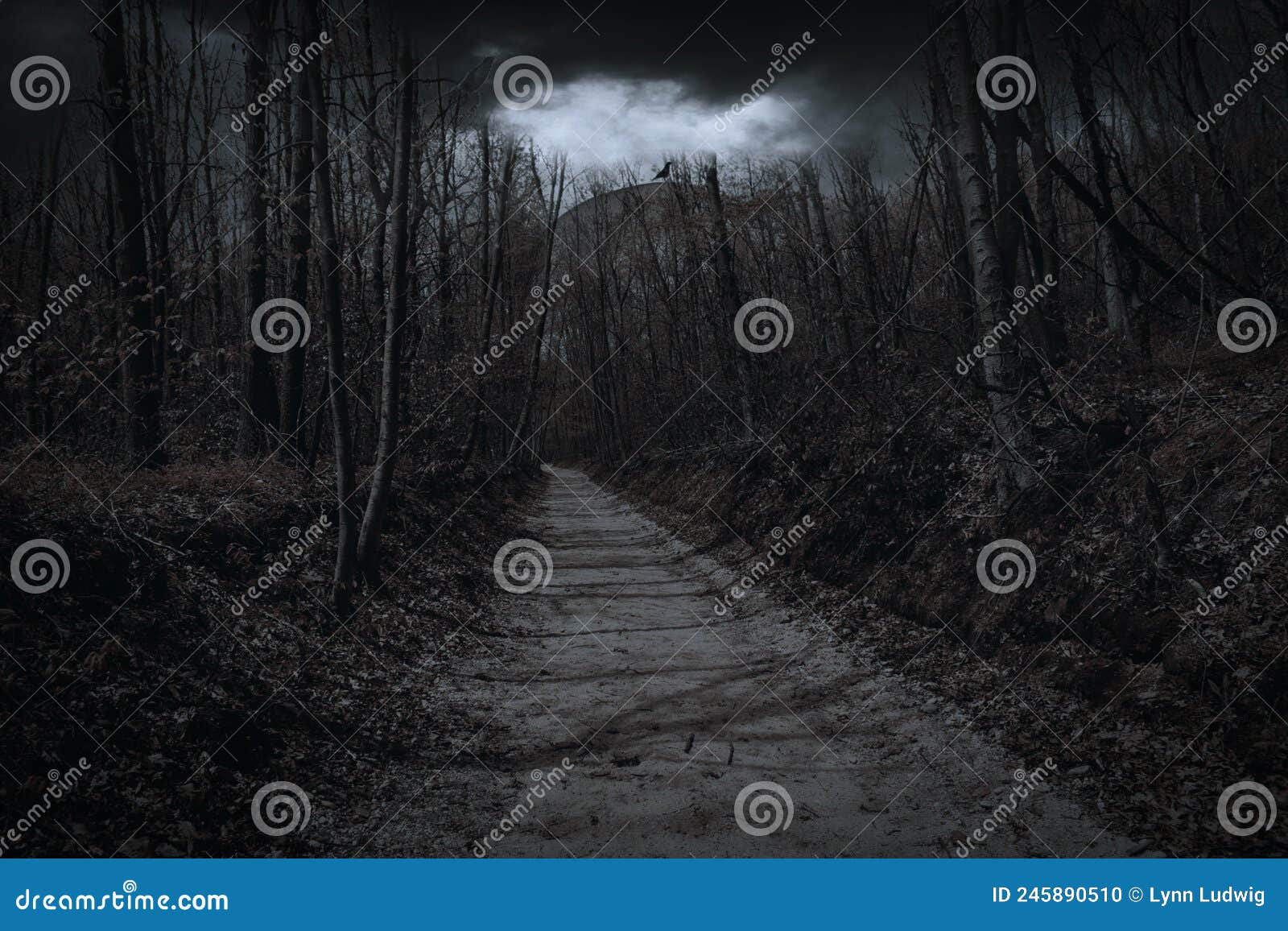 Haunted Road in the Woods stock photo. Image of path - 245890510