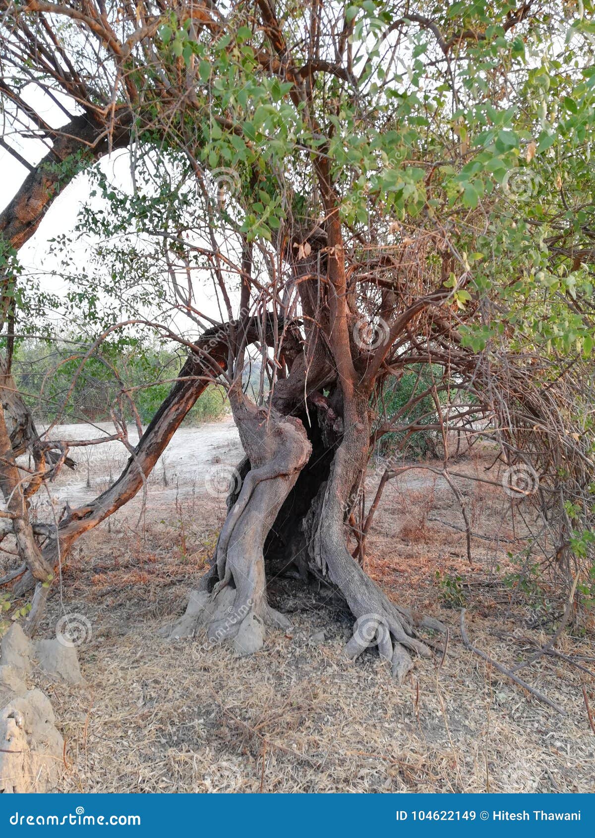 Haunted tree stock image. Image of woods, haunted, psychedelic - 104622149