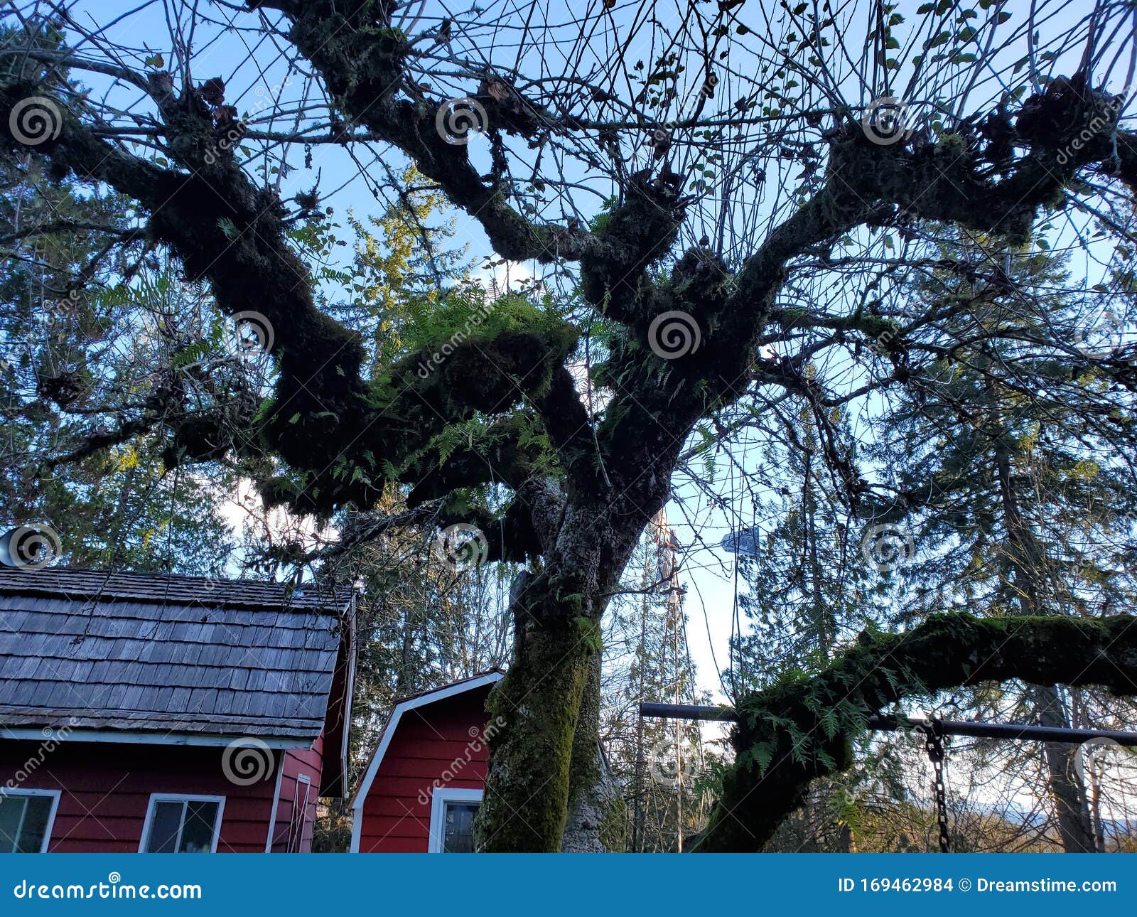 Haunted tree stock photo. Image of gilead, haunted, tree - 169462984