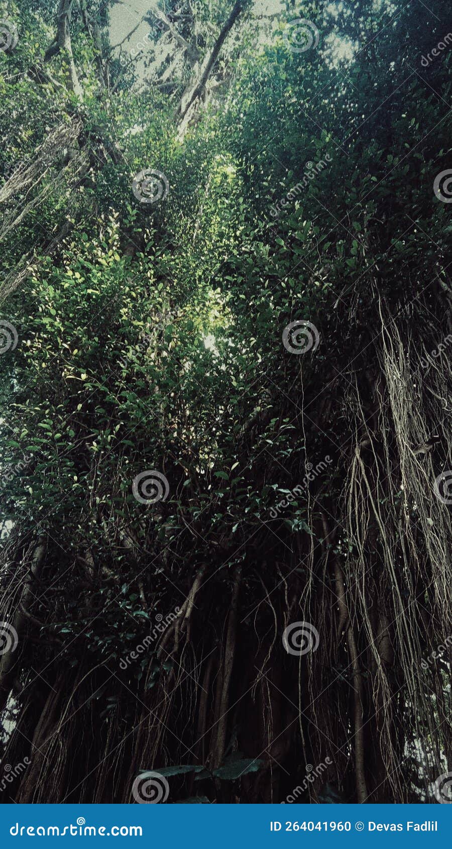 Haunted Tree with Much Ghost Stock Photo - Image of haunted, village ...