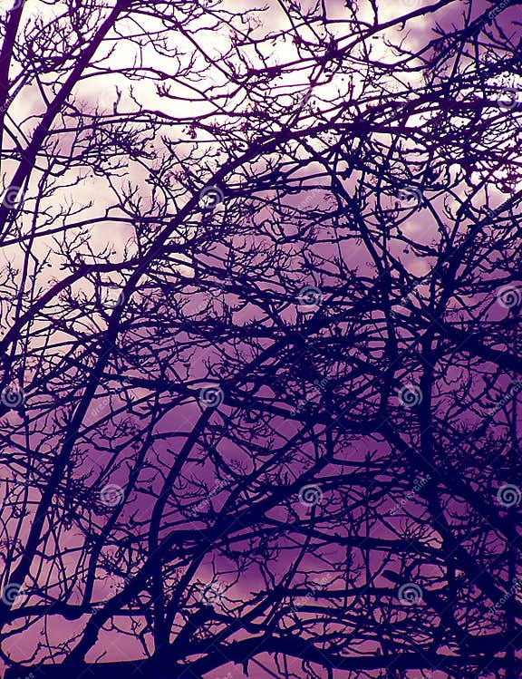 Haunted trees stock photo. Image of ghostly, enchant, midnight - 131474