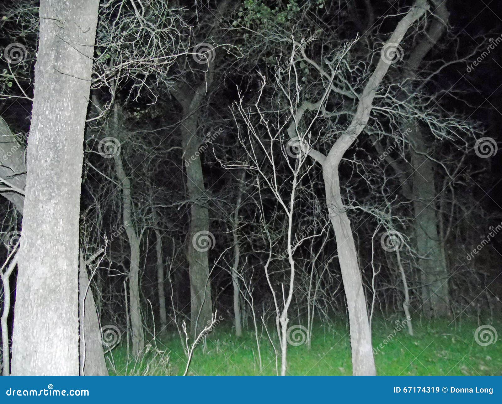 Haunted trees stock image. Image of look, style, trees - 67174319