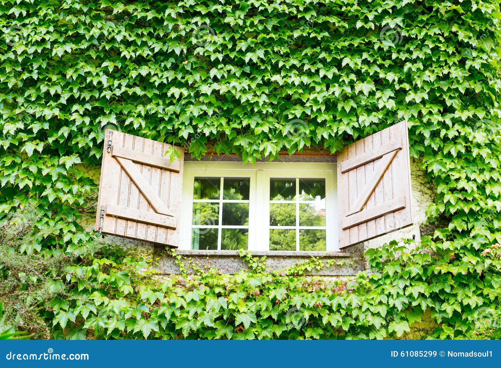Haus überwältigt mit Efeu stockbild. Bild von haus, frech - 61085299