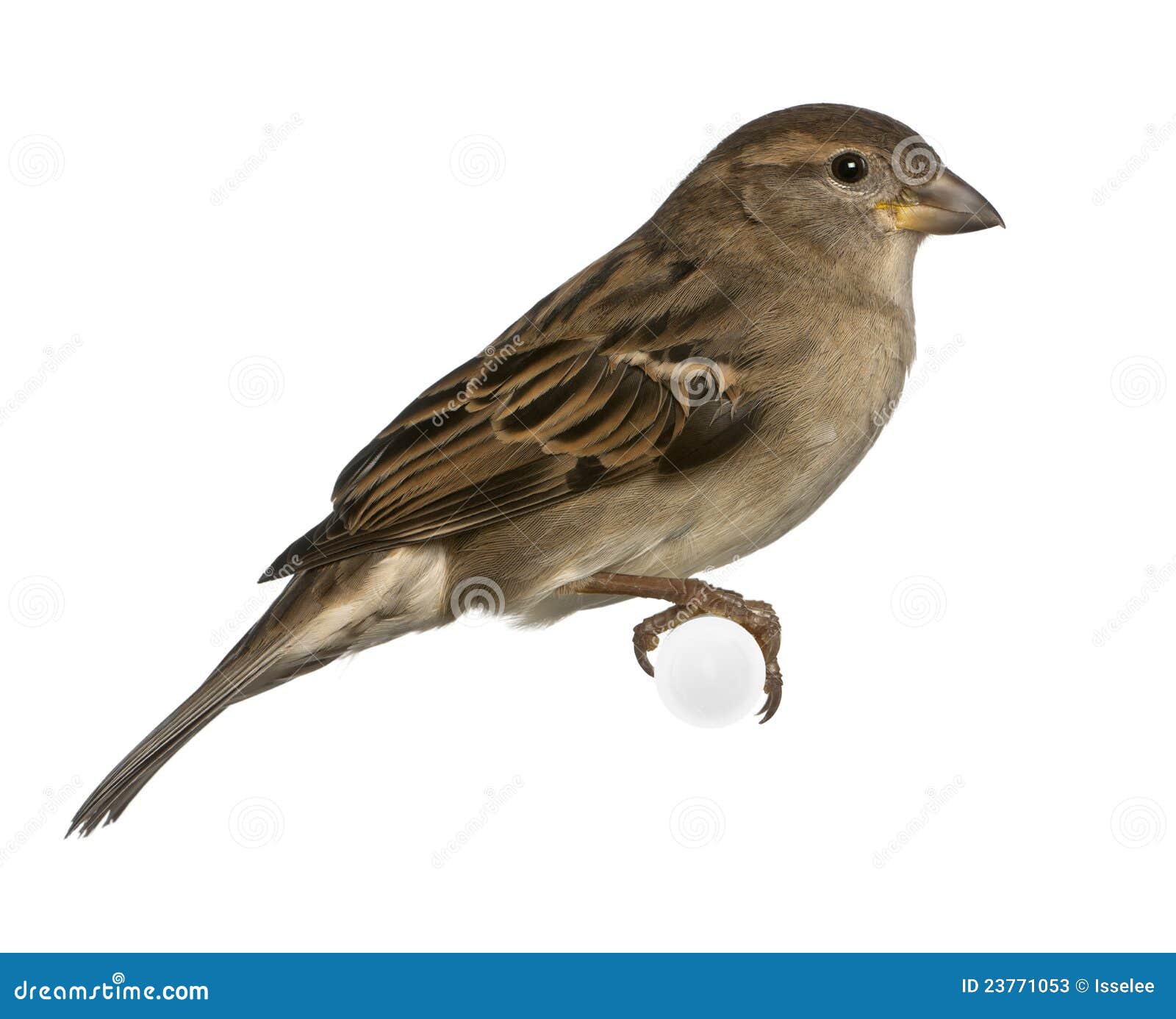 Haus-Spatz stockbild. Bild von schnitt, gehockt, profil - 23771053