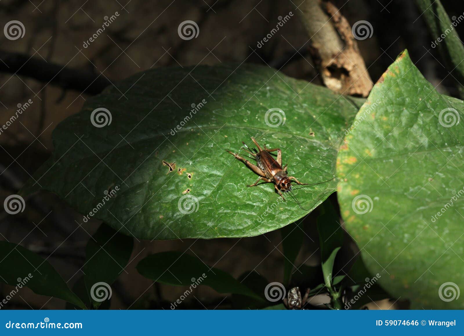 Hausgrille (Acheta Domestica) Stockfoto - Bild von frech, asiatisch ...