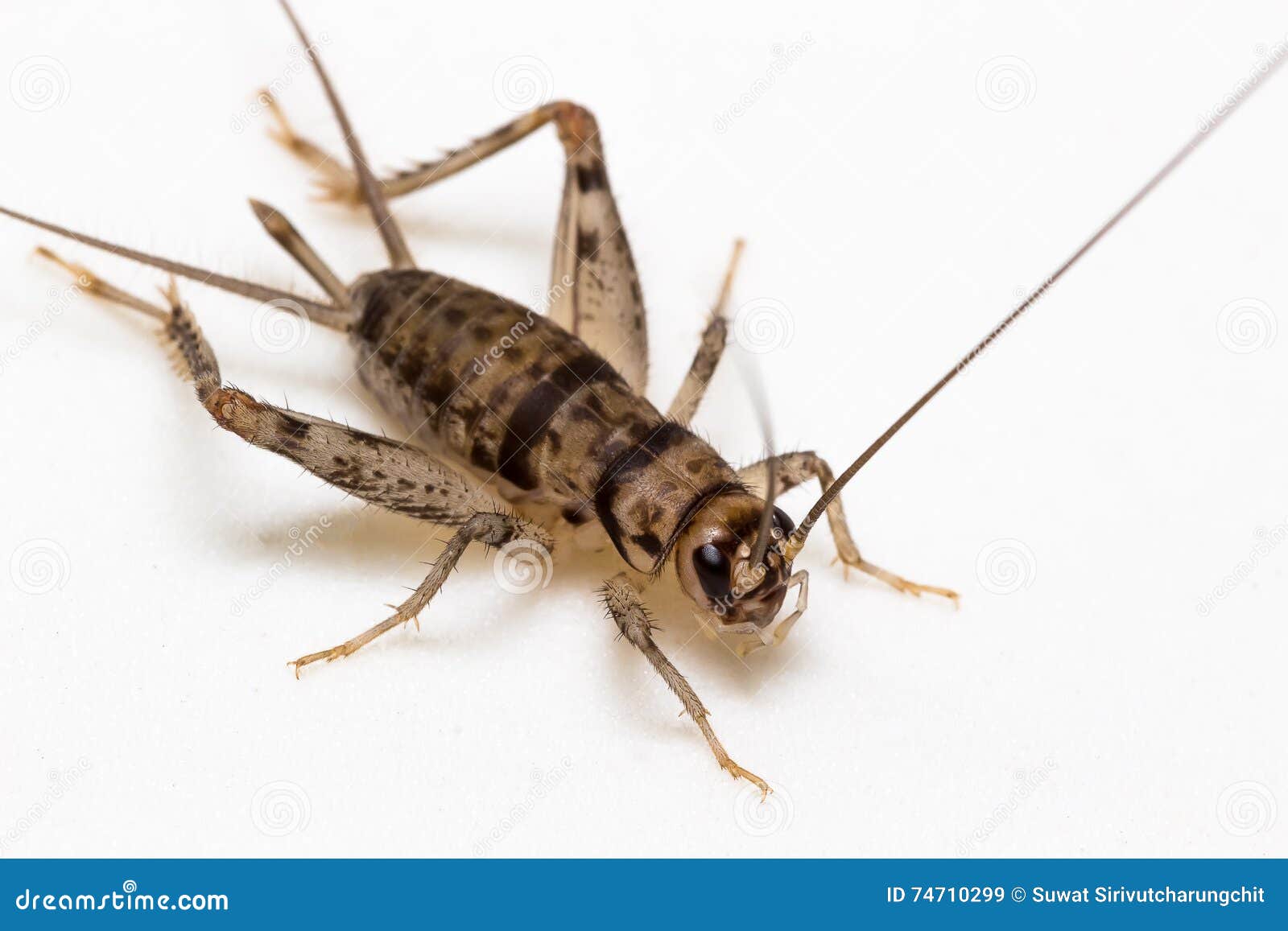Hausgrille - Acheta Domesticus (Linnaeus) Stockbild - Bild von haus ...