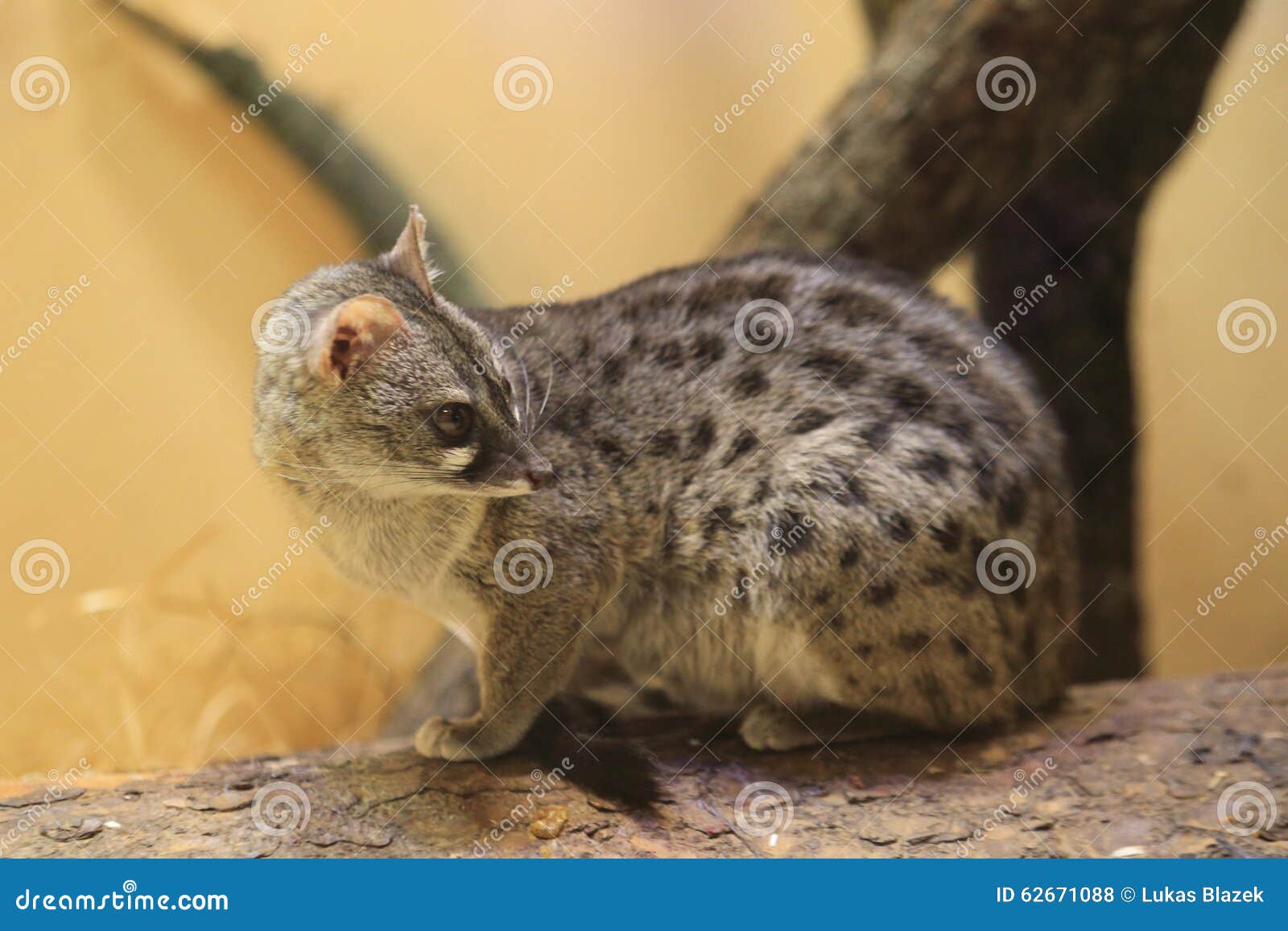 Genet Stock Image | CartoonDealer.com #24792409