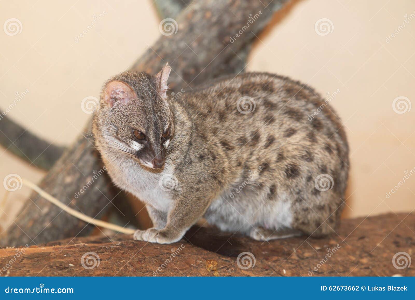 Haussa genet stock photo. Image of savannah, west, haussa - 62673662