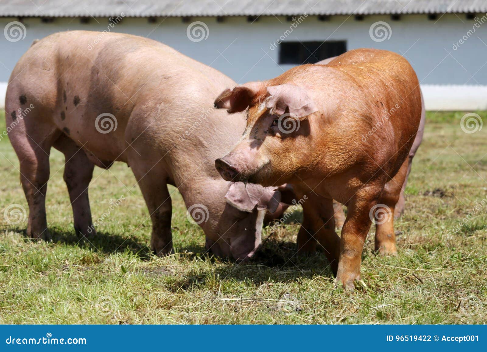 Hausschweine Auf Dem Bauernhof Stockfoto - Bild von schätzchen ...