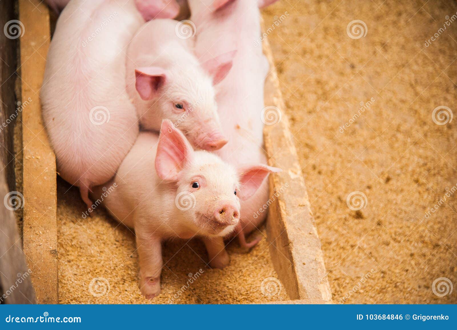 Hausschweine Auf Einem Bauernhof Stockfoto - Bild von landwirtschaft ...