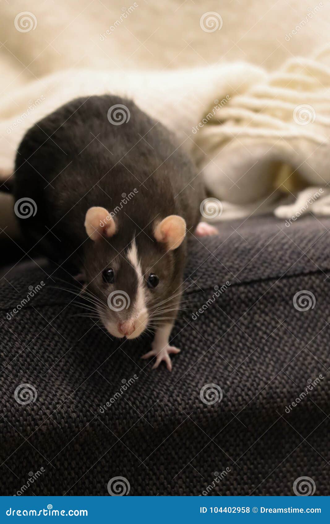 Haustier-Ratte, Die Lustig Schaut Stockfoto - Bild von sprung ...