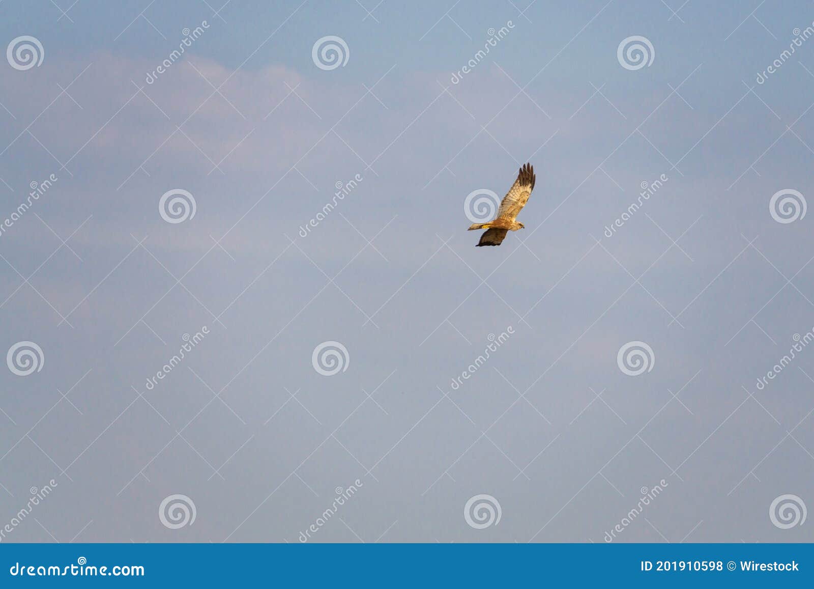 Haute De Vol De Rapace Dans Le Ciel Photo stock - Image du ciel ...