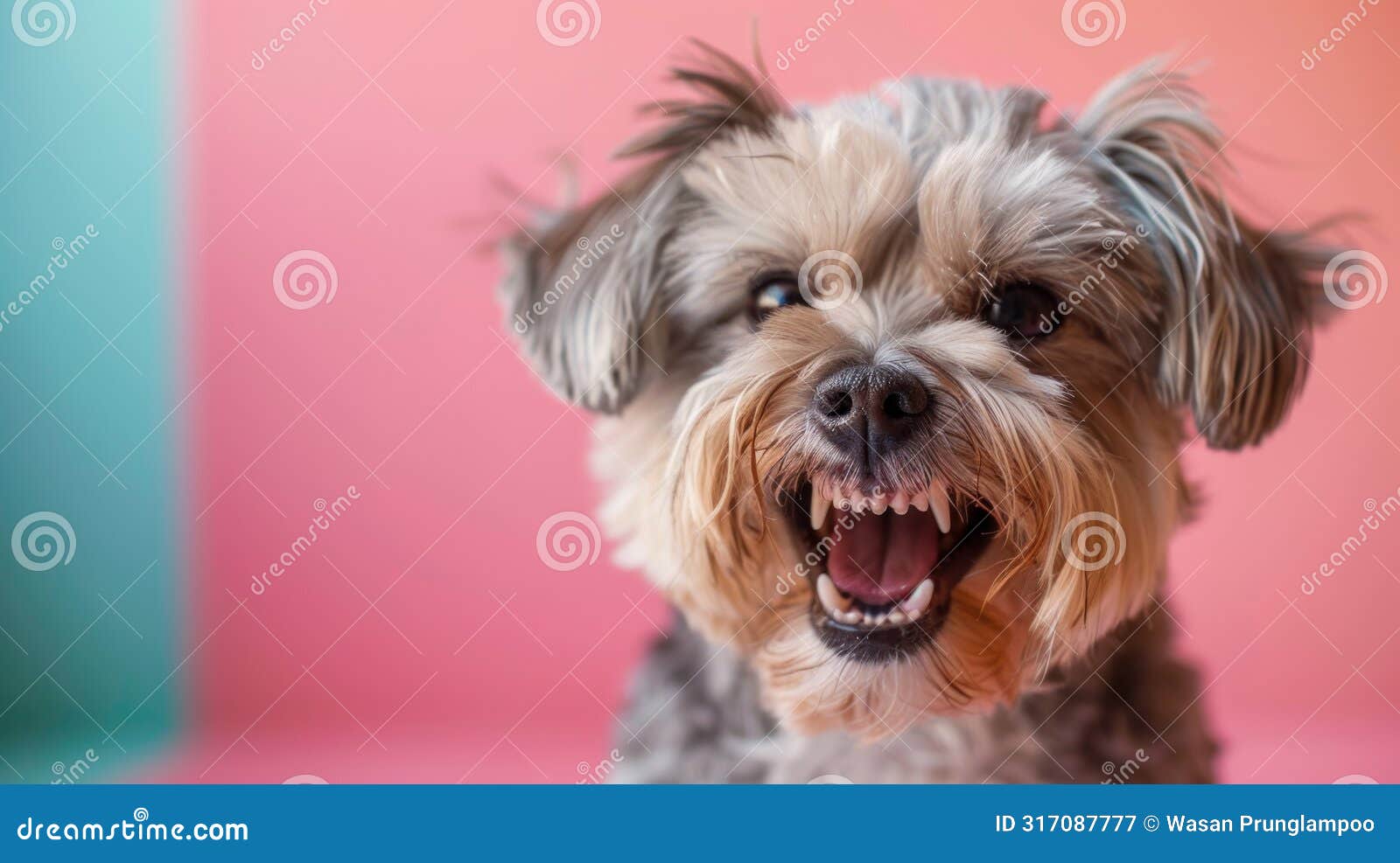 Havanese, Angry Dog Baring Its Teeth, Studio Lighting Pastel Background ...
