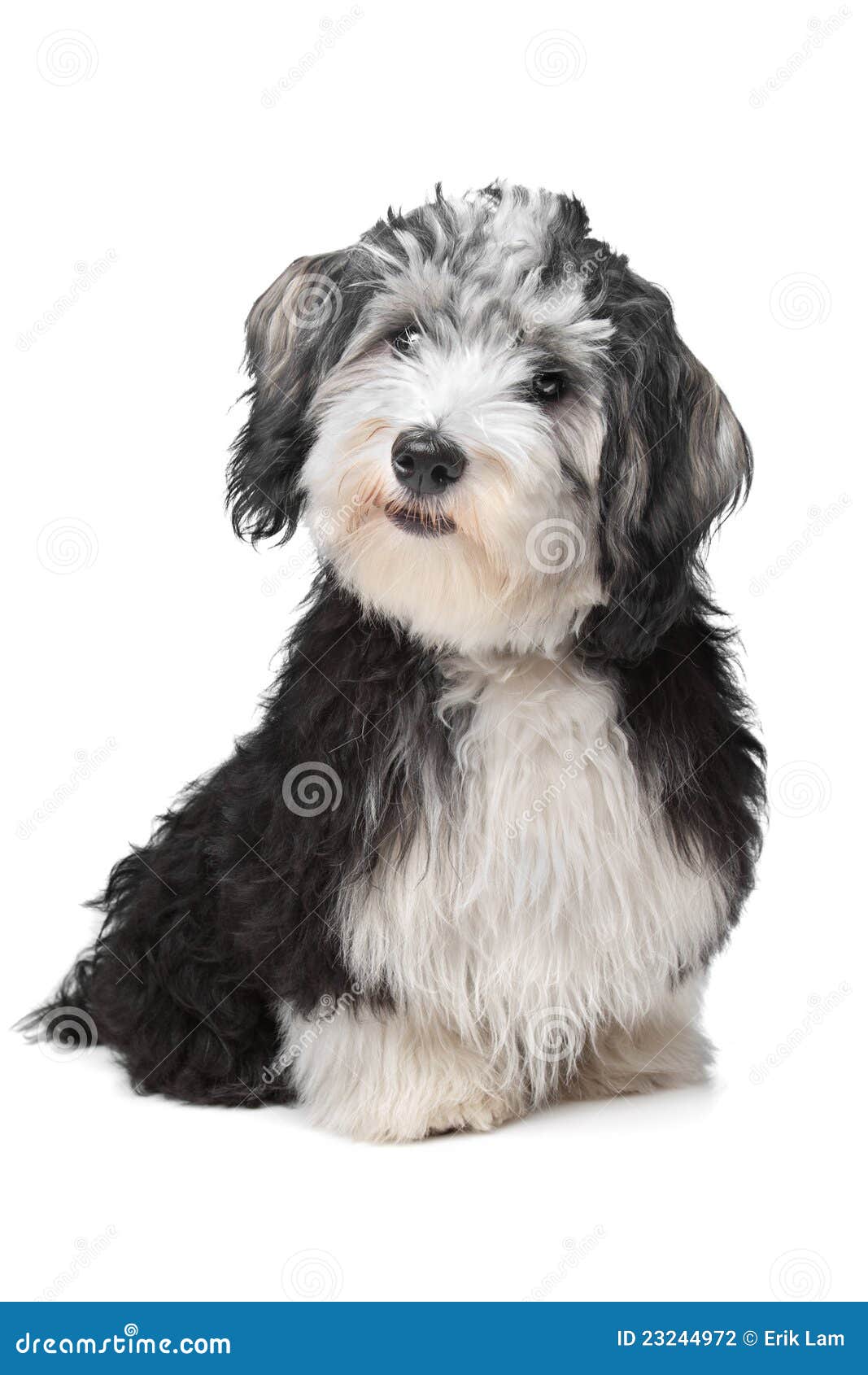 Havanese Bichon stock photo. Image of doggy, studio, breed - 23244972