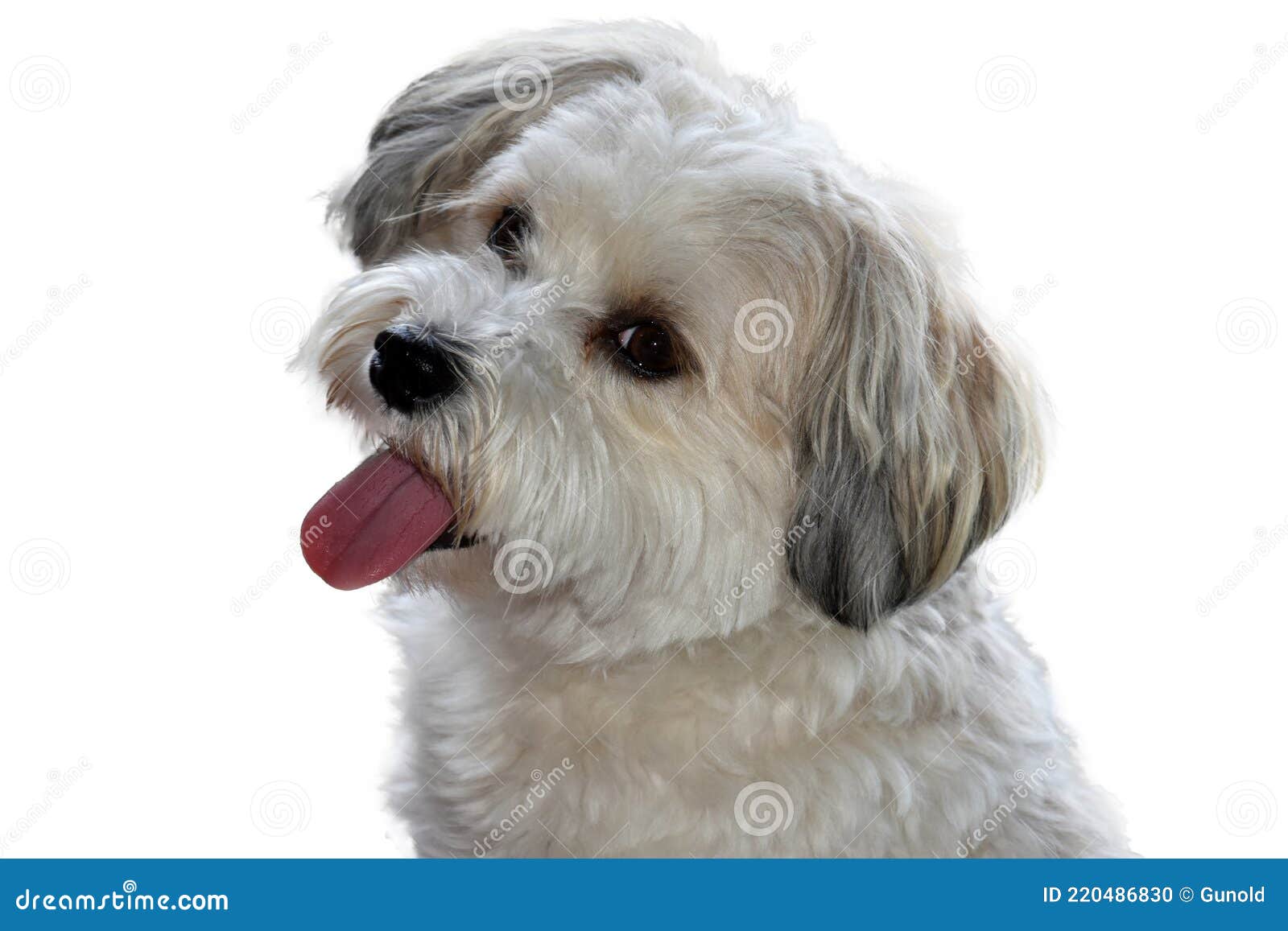 Havanese Dog is Spreading His Tongue Out Stock Photo - Image of ... Havanese Dog is Spreading His Tongue Out Stock Photo - Image of ...