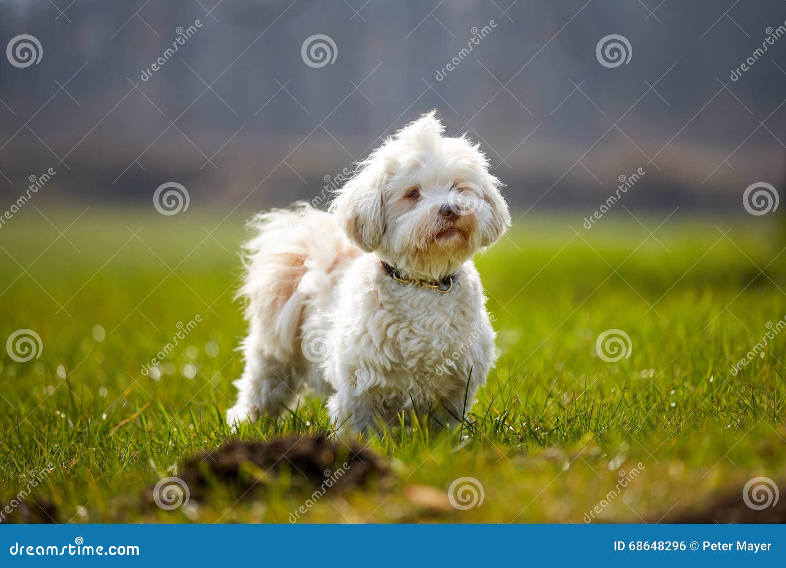 White Havanese Dogs