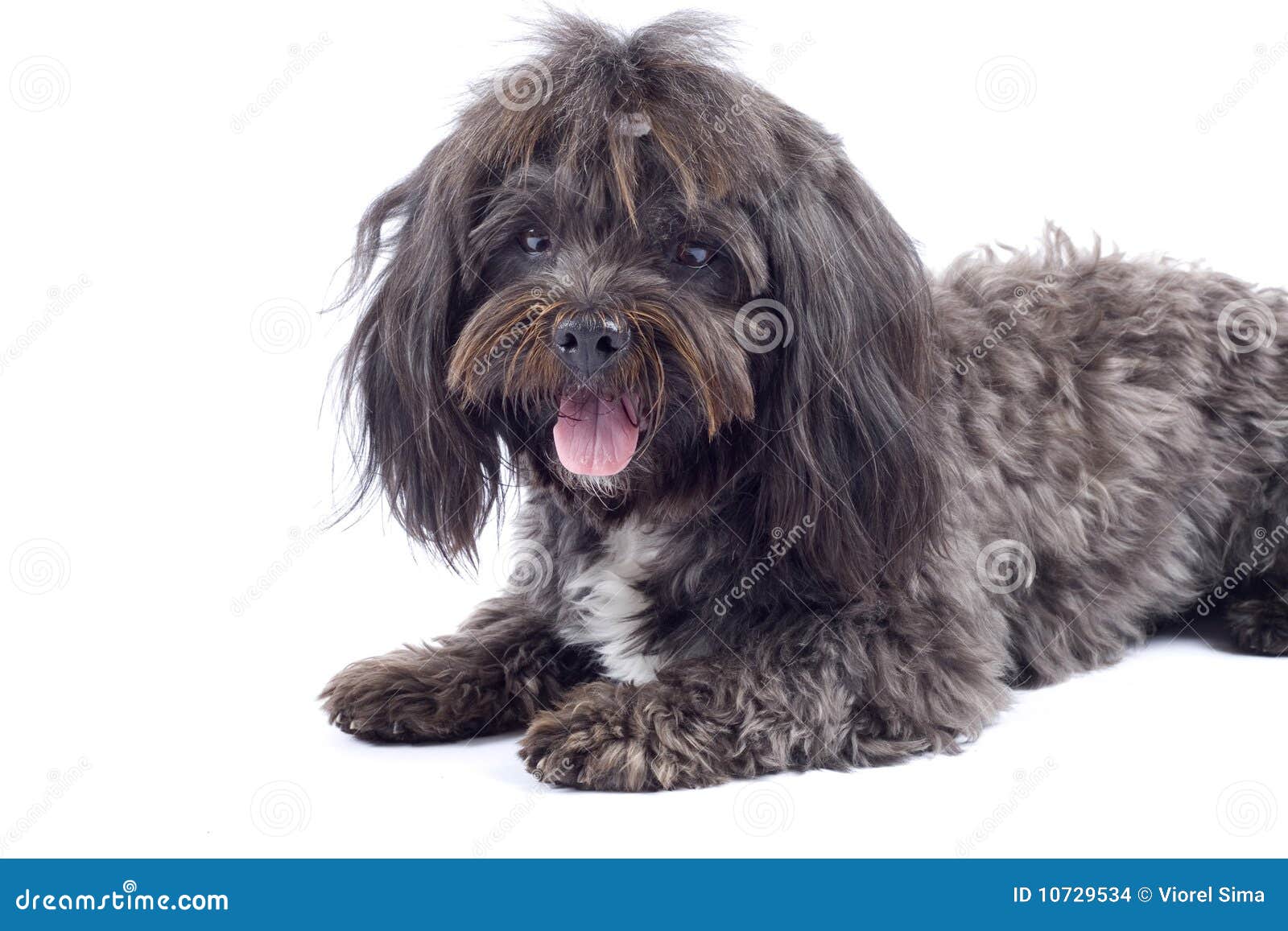 Havanese Dog Standing on a White Background Stock Photo - Image of ...