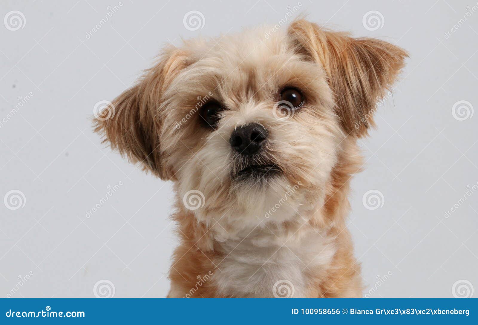 Havanese Portrait stock photo. Image of havanese, beautiful - 100958656