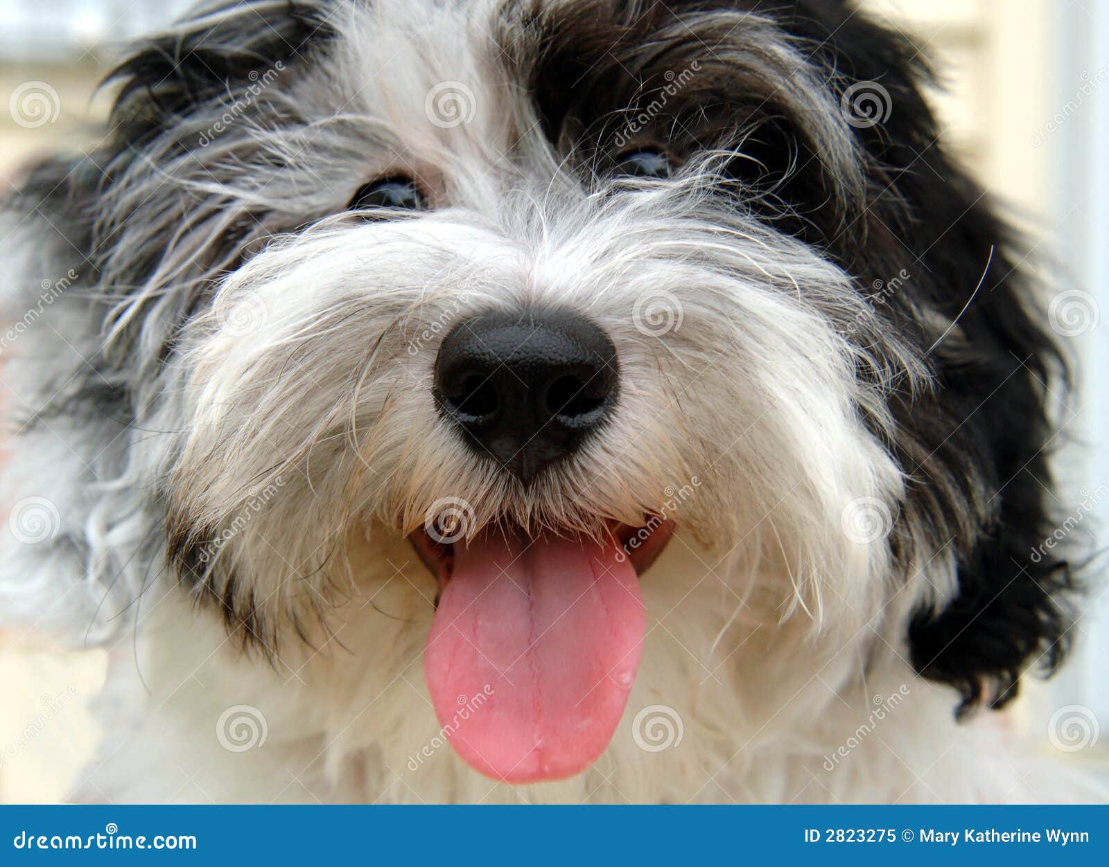 Havanese puppy face stock image. Image of puppy, teddy - 2823275