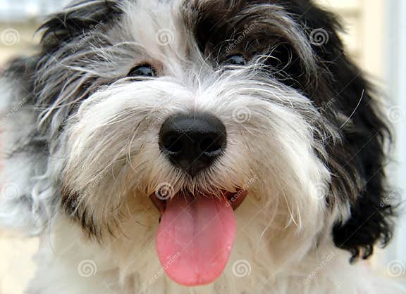 Havanese puppy face stock image. Image of puppy, teddy - 2823275
