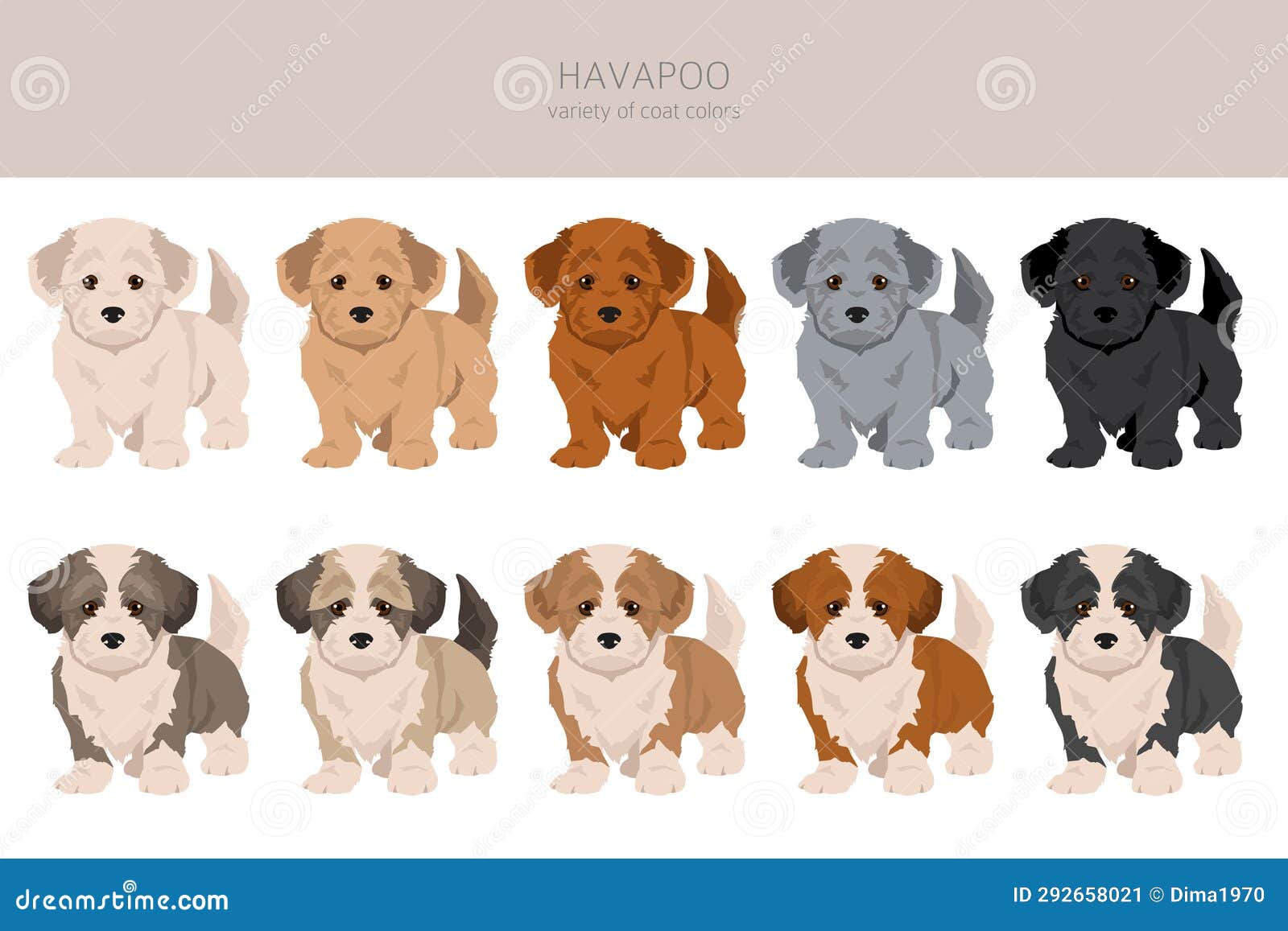 Havapoo Clipart. Havanese Poodle Mix Stock Vector - Illustration of ...