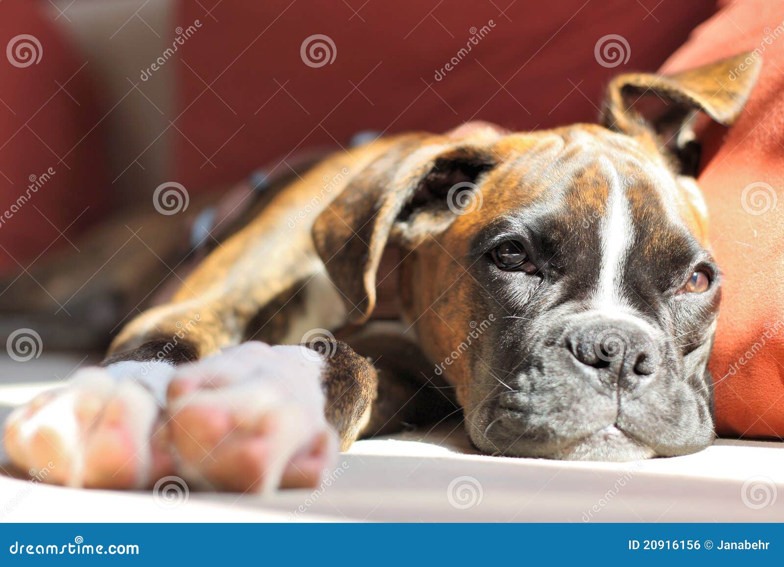 Have a break stock photo. Image of domestication, boxer - 20916156