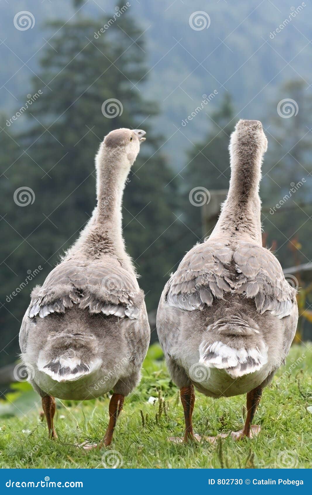 Have a chat stock photo. Image of argue, duckling, chat - 802730