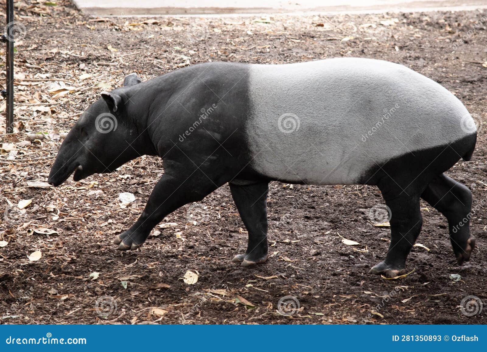 This is a Side View of a Tapir Stock Image - Image of animal, south ...