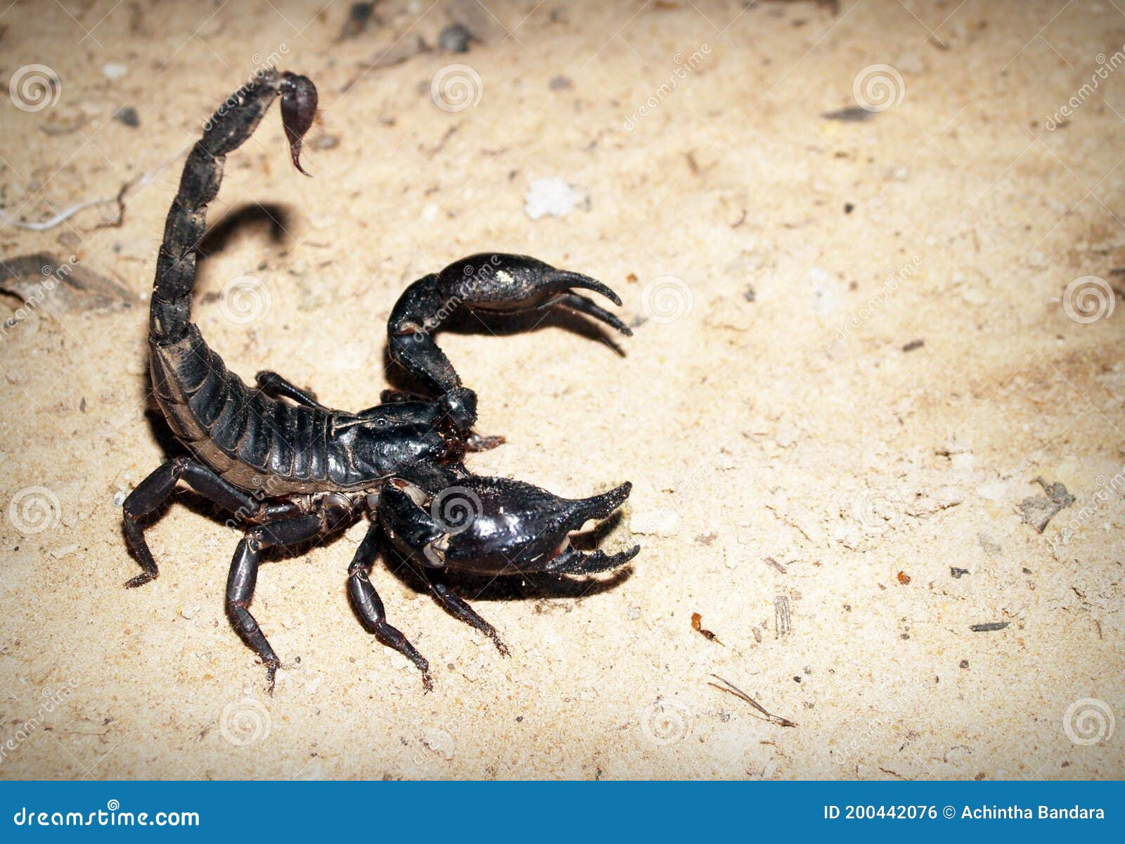 Scorpions are Predatory Arachnids of the Order Scorpiones. Stock Photo ...