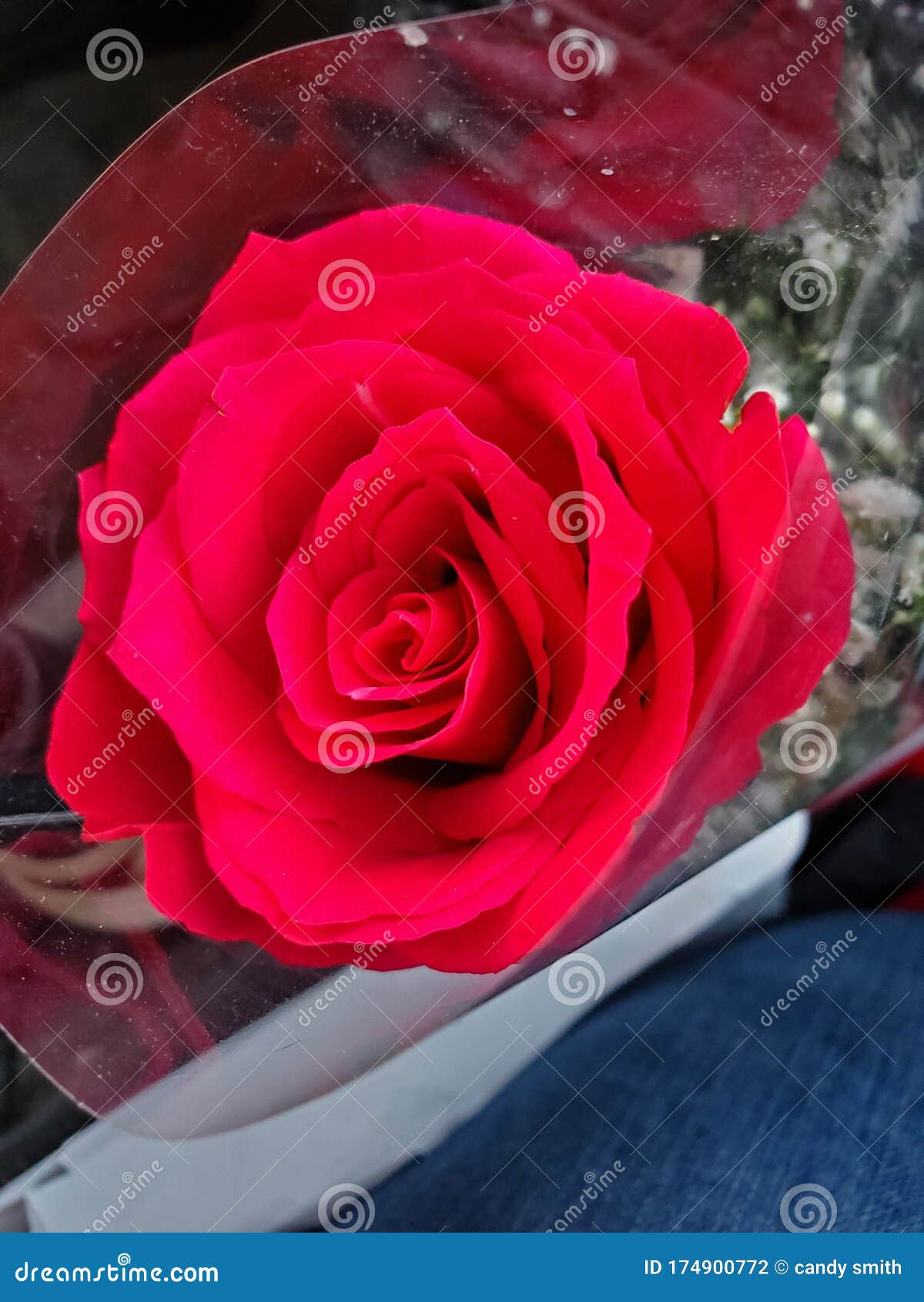 Always Have Faith Rose Beautiful Possible Stock Photo - Image of rose ...