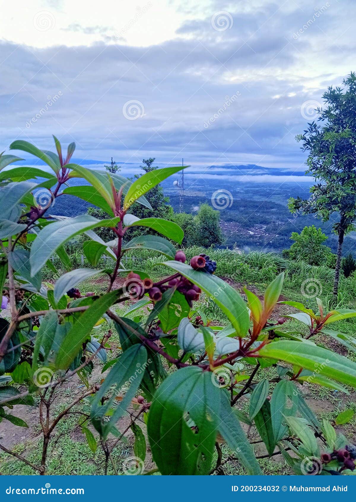 Have nature basic stock photo. Image of garden, plant - 200234032
