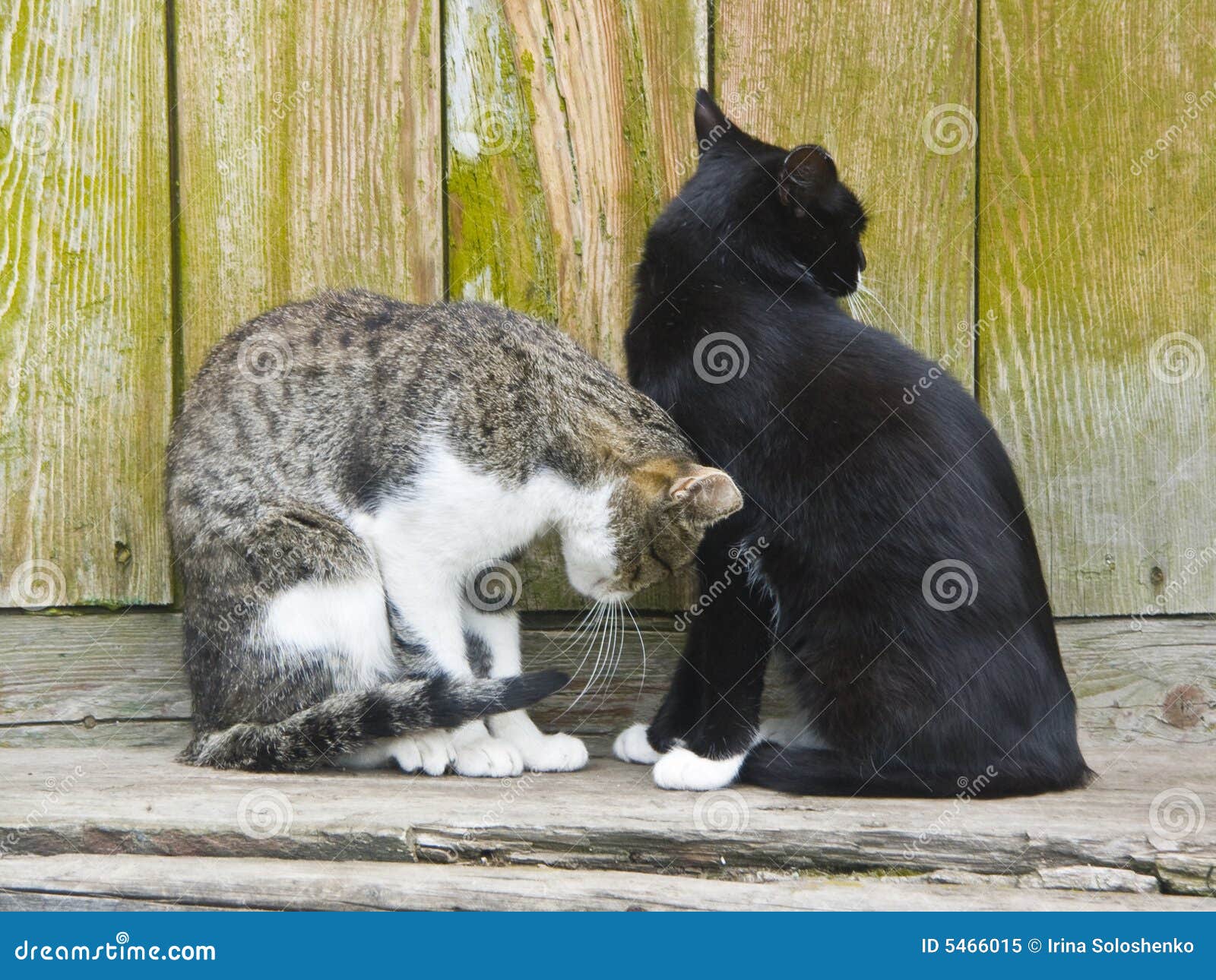 Have quarrelled stock image. Image of quarrelled, wooden - 5466015