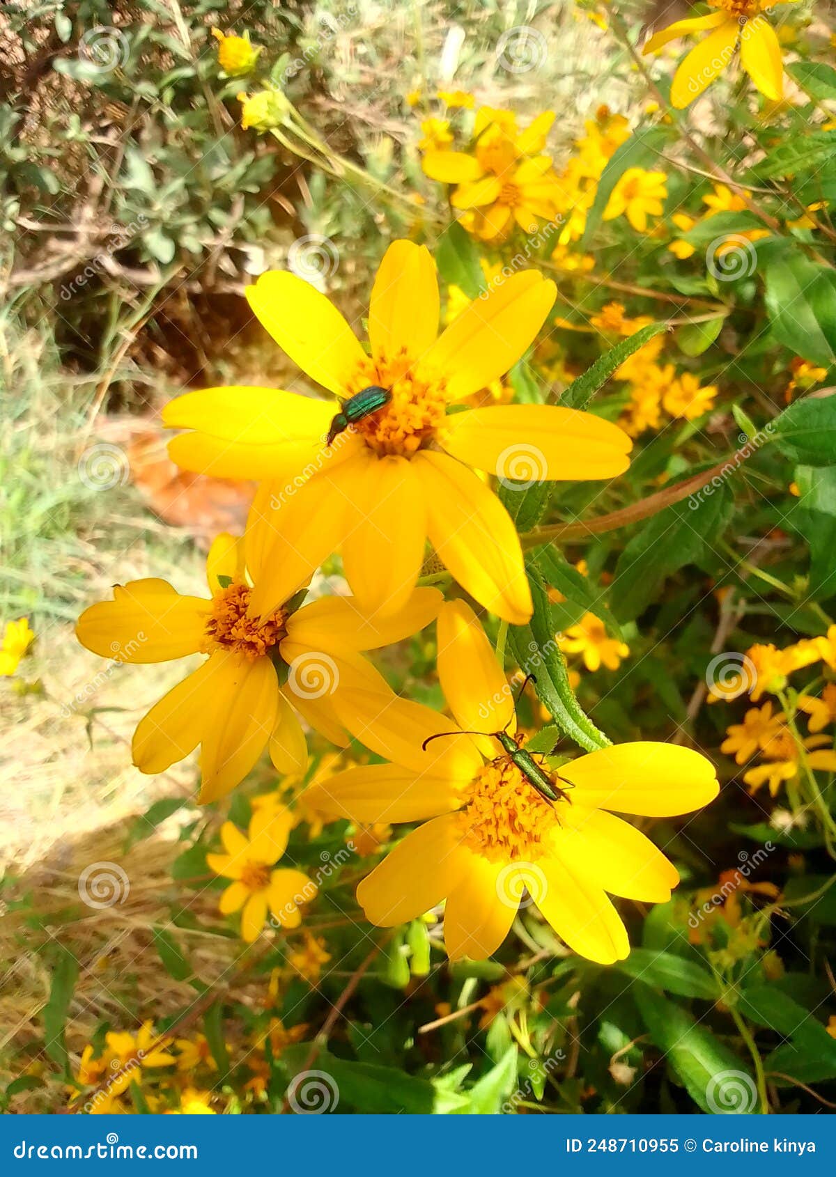 Two Different Type of Insects Feeding on the Same Type of Flowers, June ...