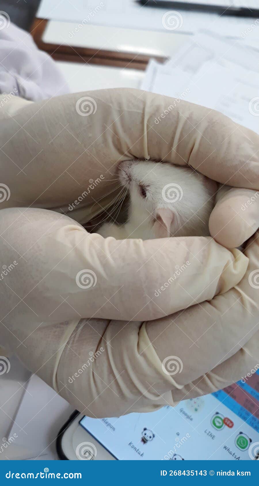 Mini white mouse stock image. Image of type, guys, laboratory - 268435143
