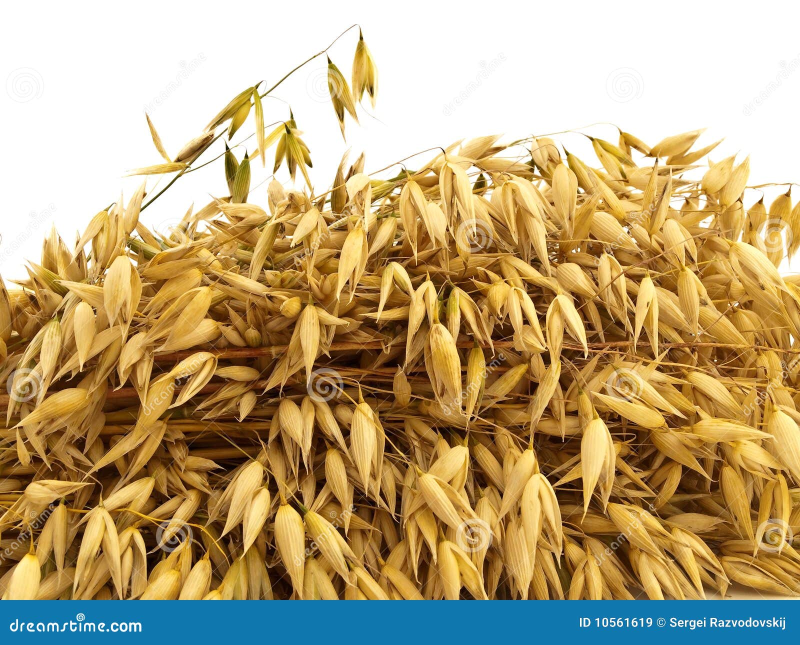 Haver stock afbeelding. Image of hoofd, droog, haver - 10561619