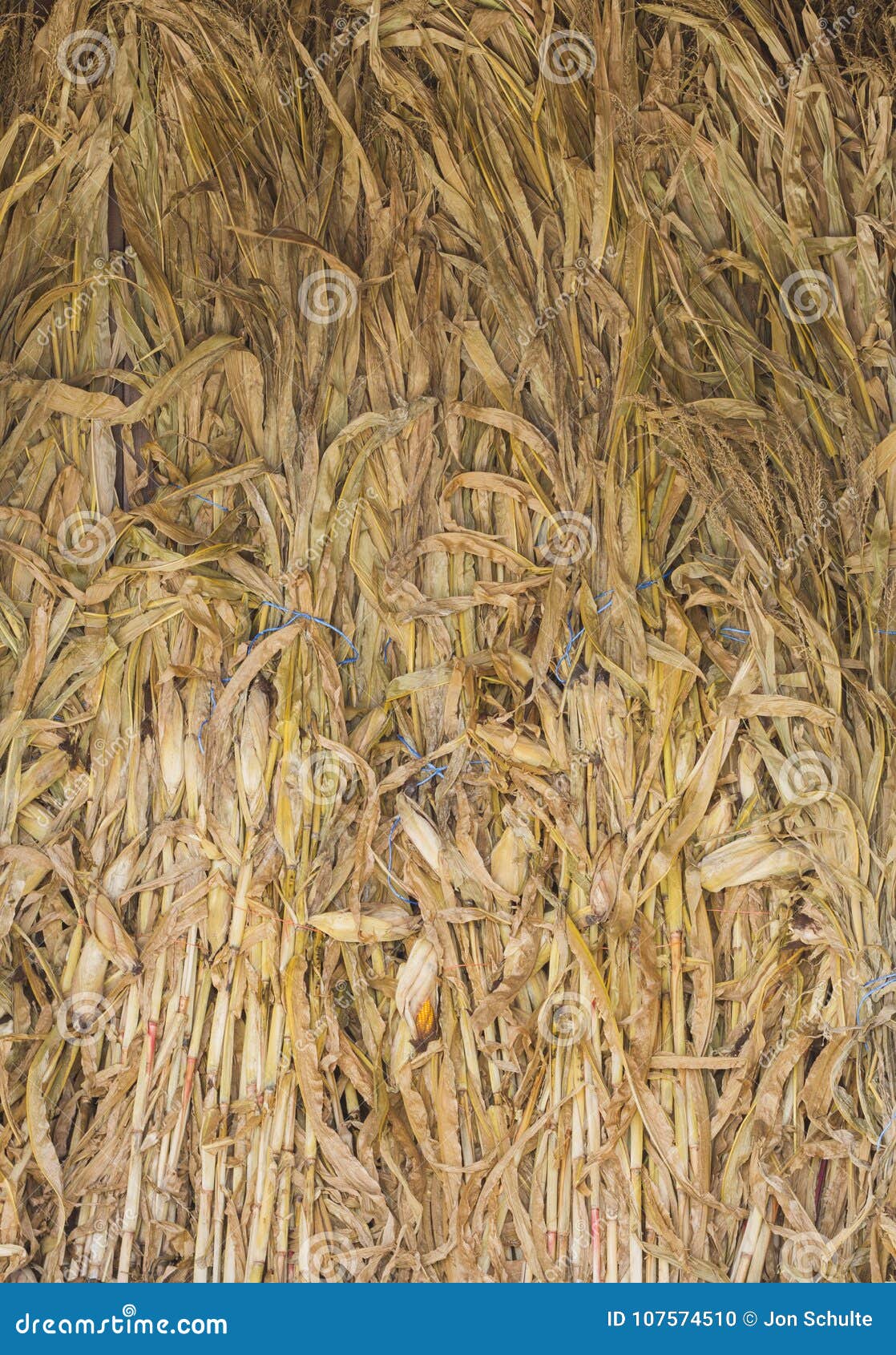 Havested Corn Stalks Background Stock Photo - Image of straw, crop ...