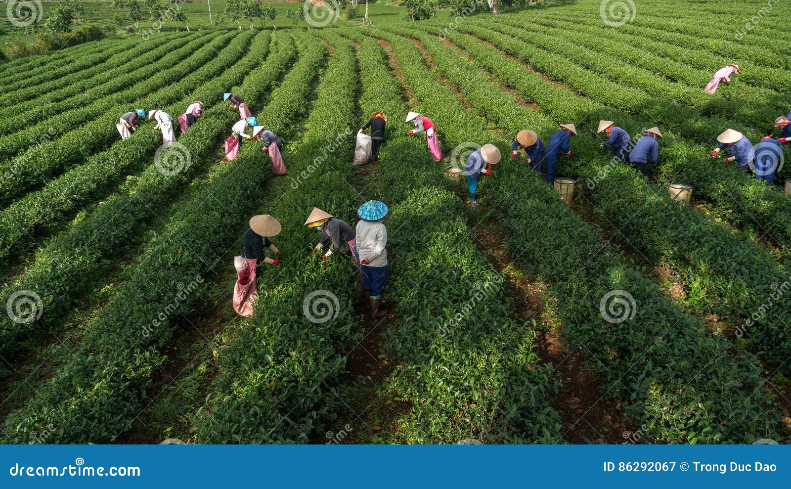 Havesting the Green Tea in Vietnam, the Famer Using Hands Cut the Top ...
