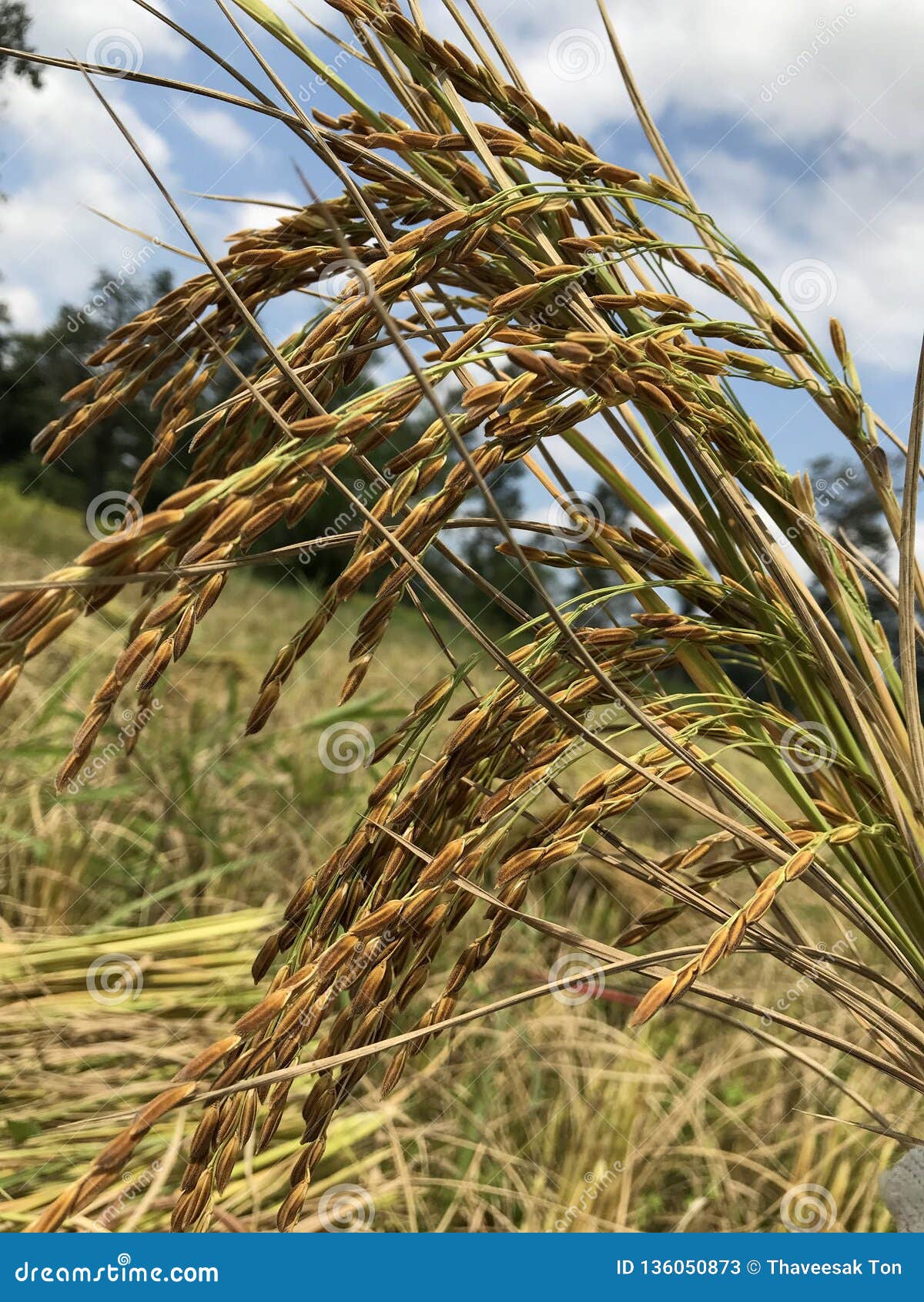 Harvesting sticky rice stock image. Image of holiday - 136050873