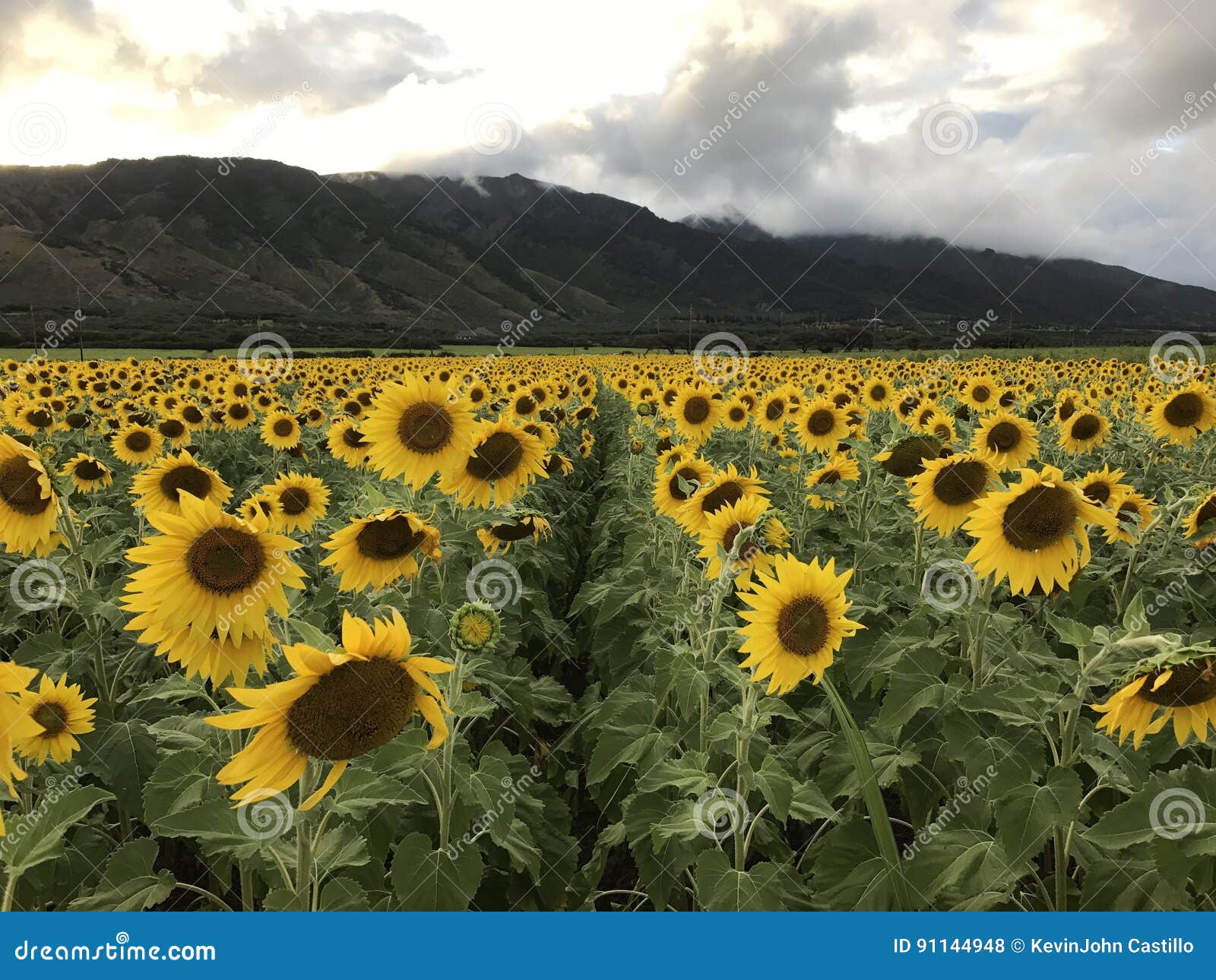 Havet av solrosor arkivfoto. Bild av solrosor, solros - 91144948