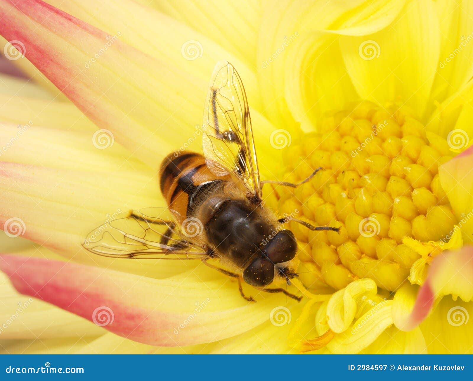 The having dinner fly stock image. Image of flies, pests - 2984597
