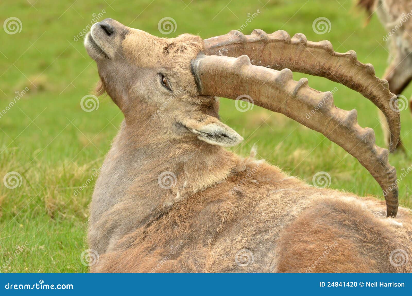 Goat Scratches Stock Photos - Free & Royalty-Free Stock Photos from ...