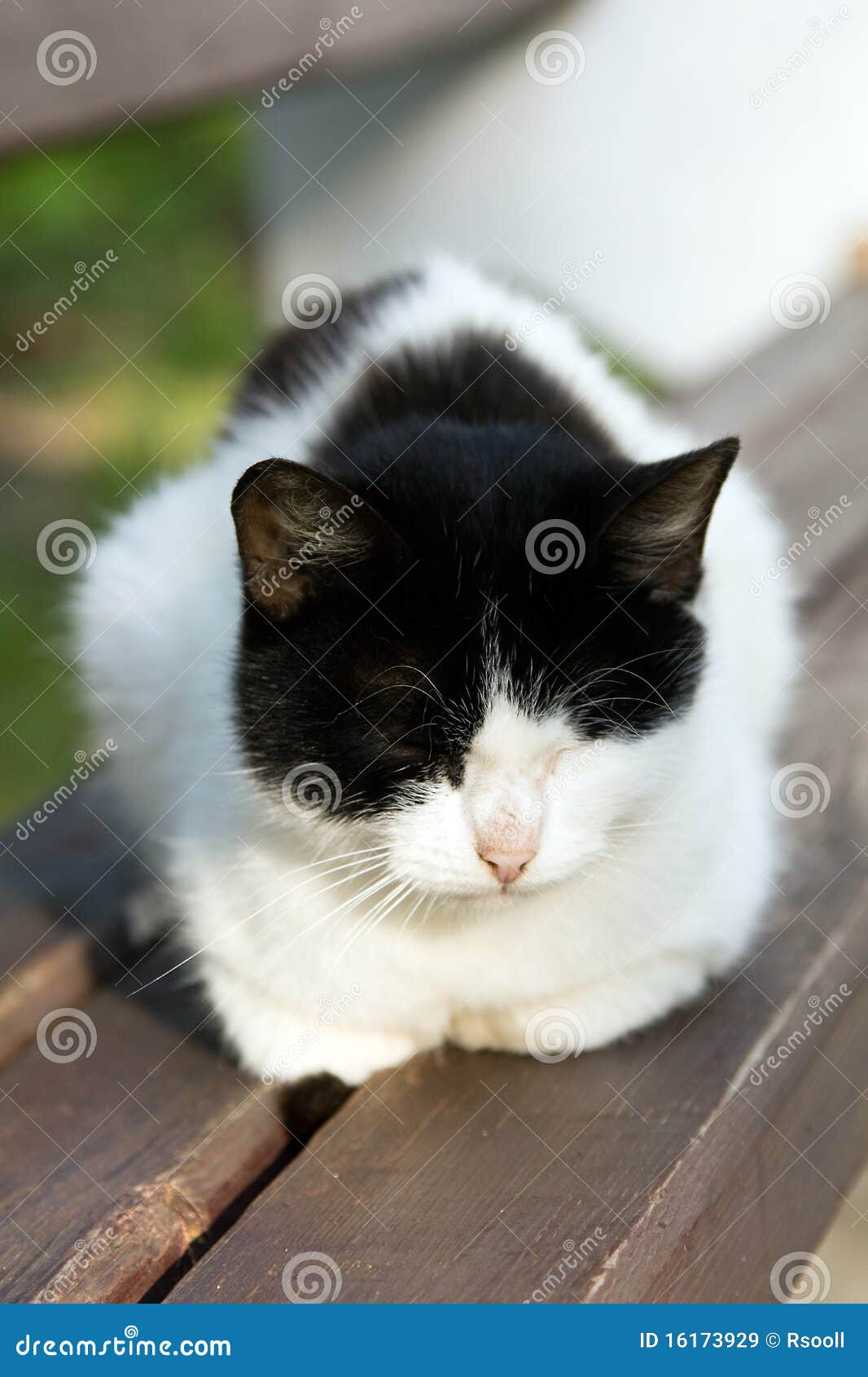 Having a rest cat stock image. Image of nose, feline - 16173929