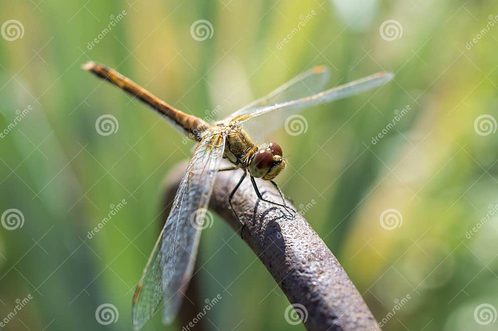The Having a Rest Dragonfly Stock Image - Image of tail, insects: 76852091