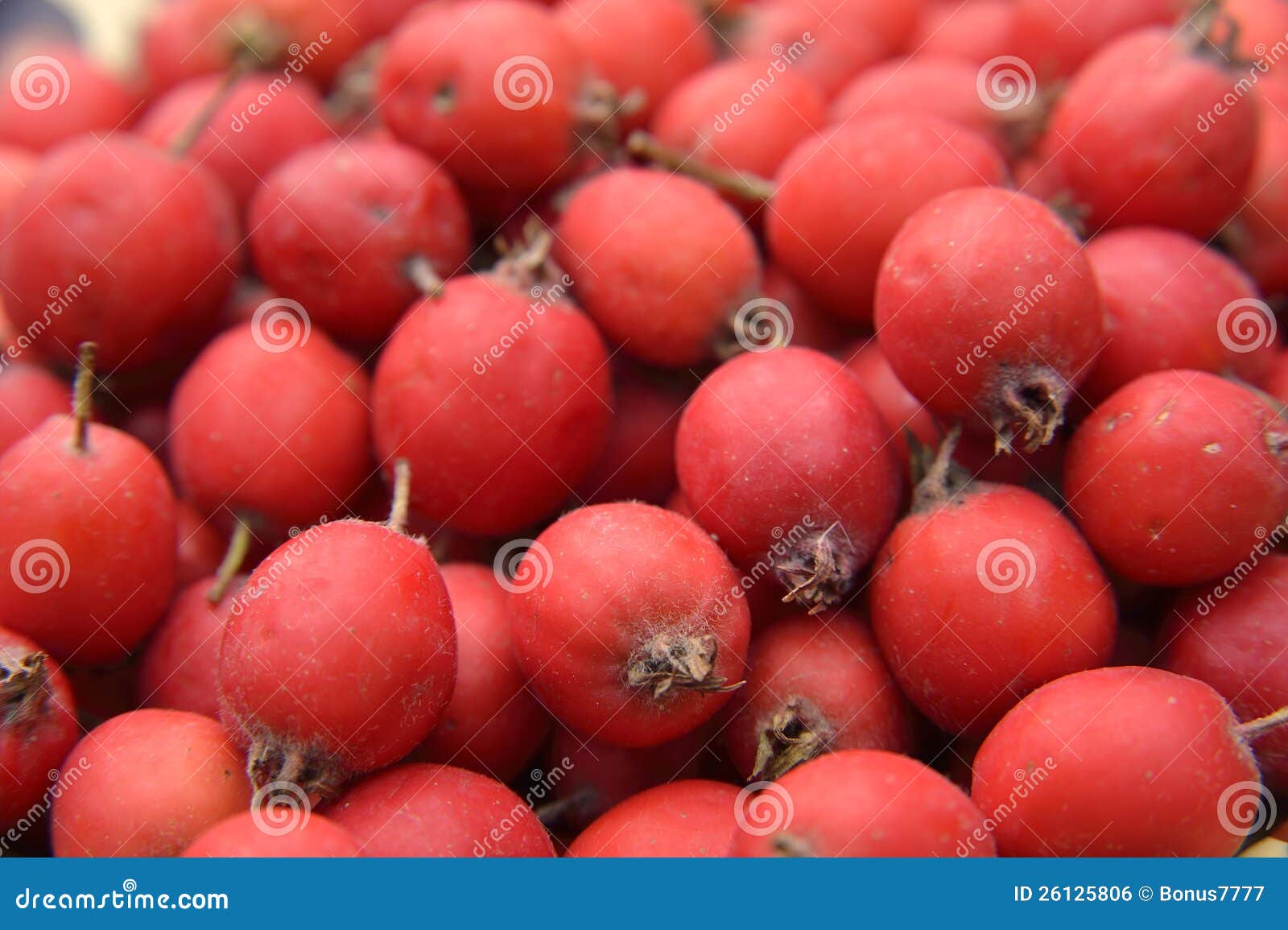 Haw stock photo. Image of table, fruit, hawthorn, harvest - 26125806